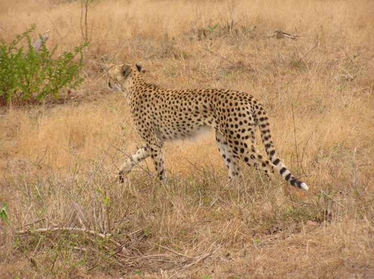 Cheetahs of the Masai Mara Safari | Destinations Africa