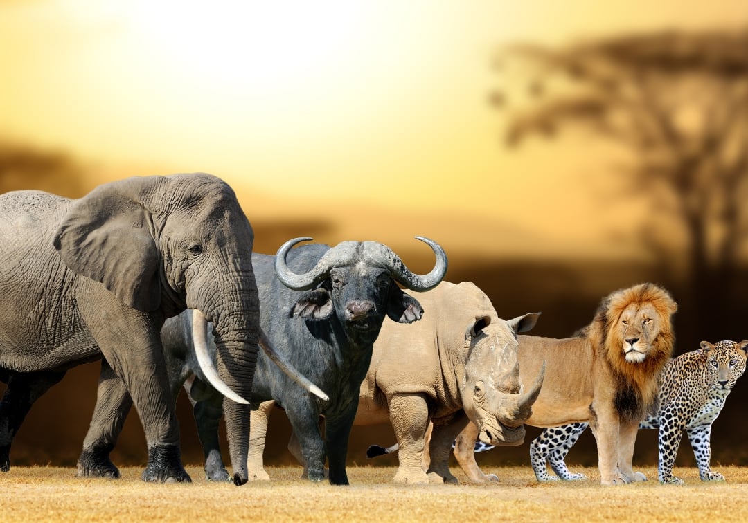 Meet Africa’s Big Five Game Animals | Destinations Africa